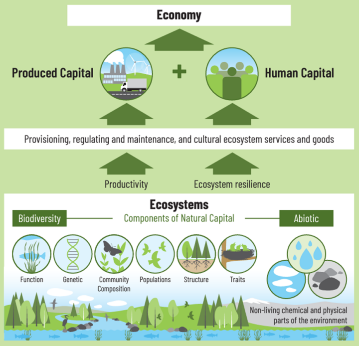 Getting to grips with nature and biodiversity risks - Seeing Beyond Risk